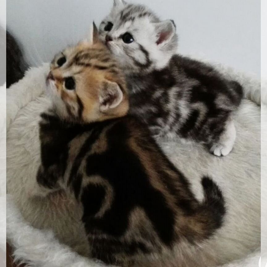 Шотланские котята