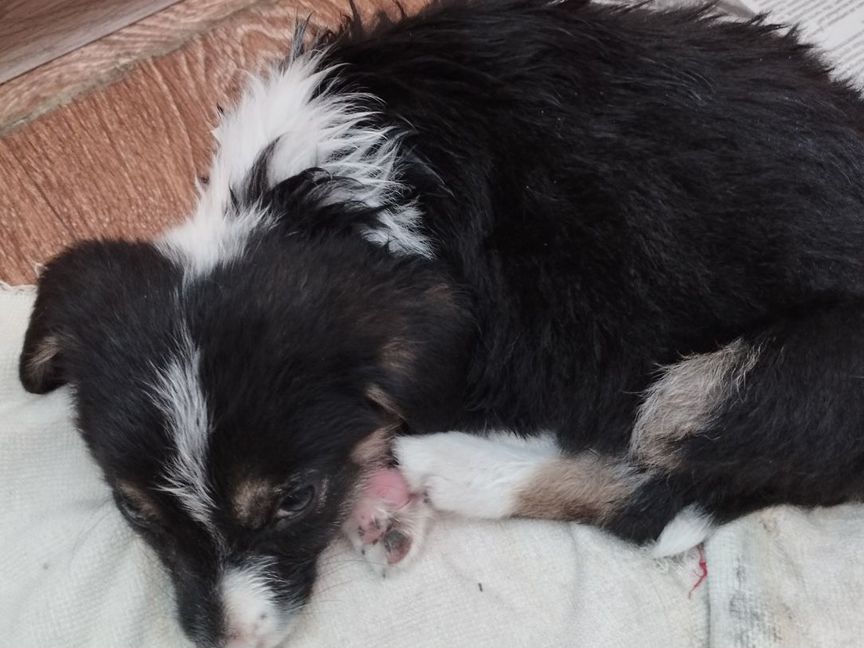 Щенок в добрые руки, девочка, маленькая порода