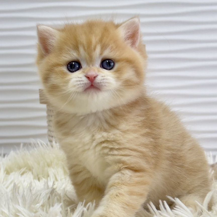 Британский золотой котик
