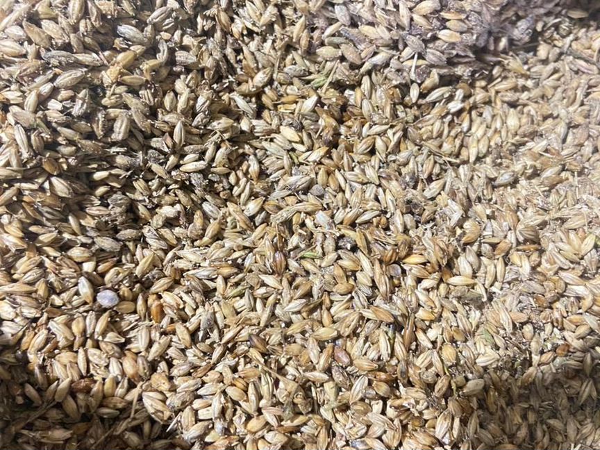 Ячмень влажный