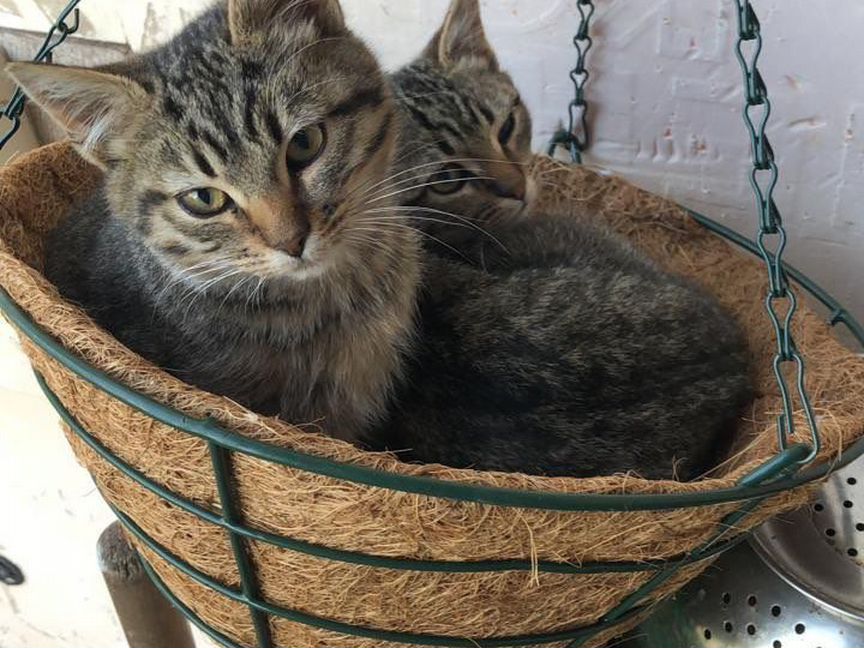 Котятки в добрые руки