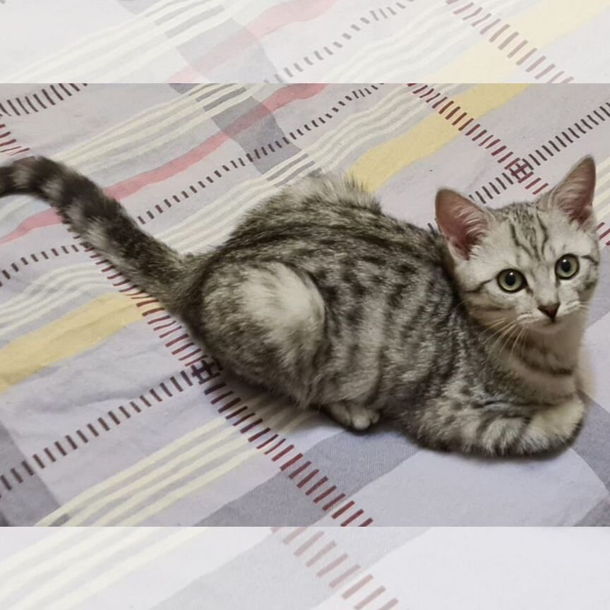 Котёнок девочка британка