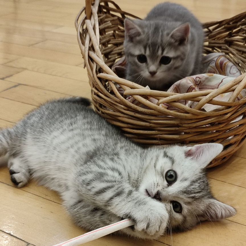 Шотландский котёнок с "голубой" шерсткой, Вискас