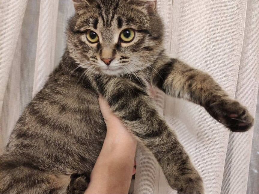 Котенок мальчик