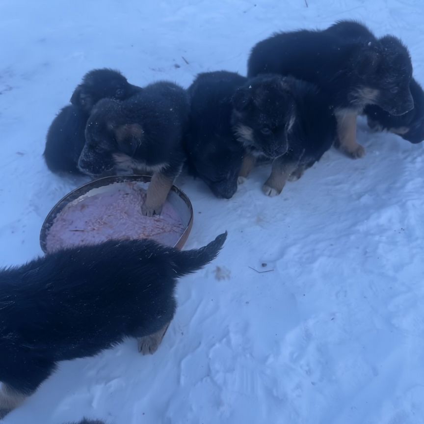 Немецкая овчарка, щенок