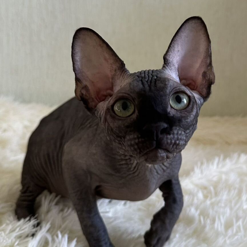 Канадский сфинкс котенок