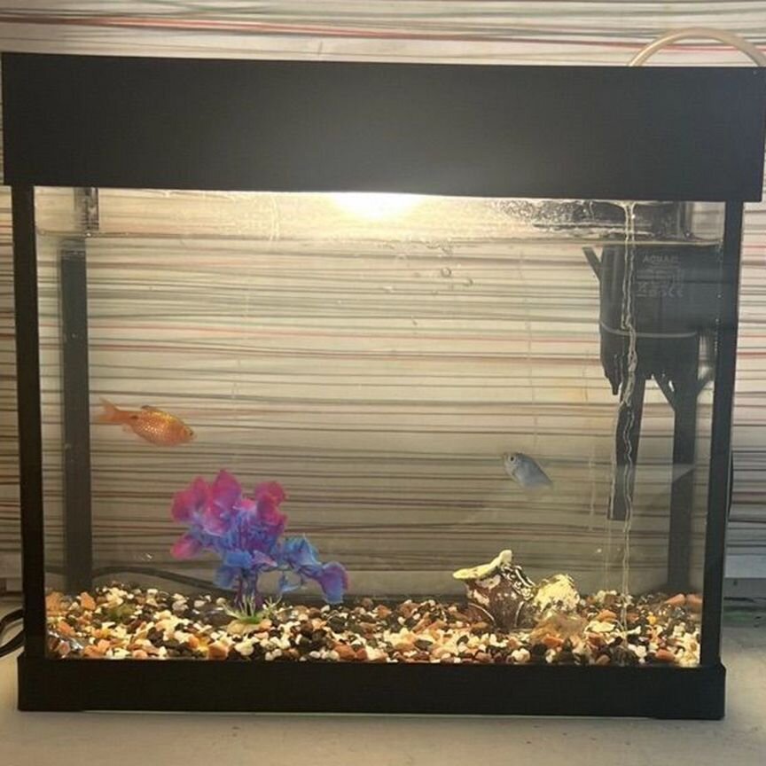 Аквариум с рыбками