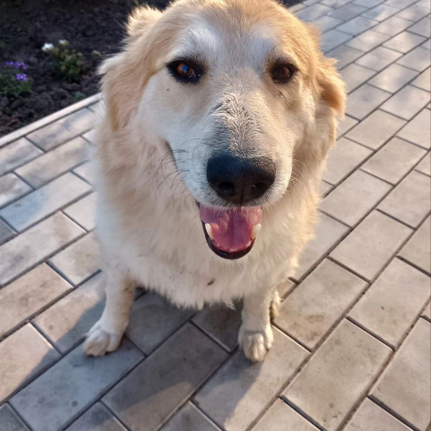 Собака в добрые руки старичок