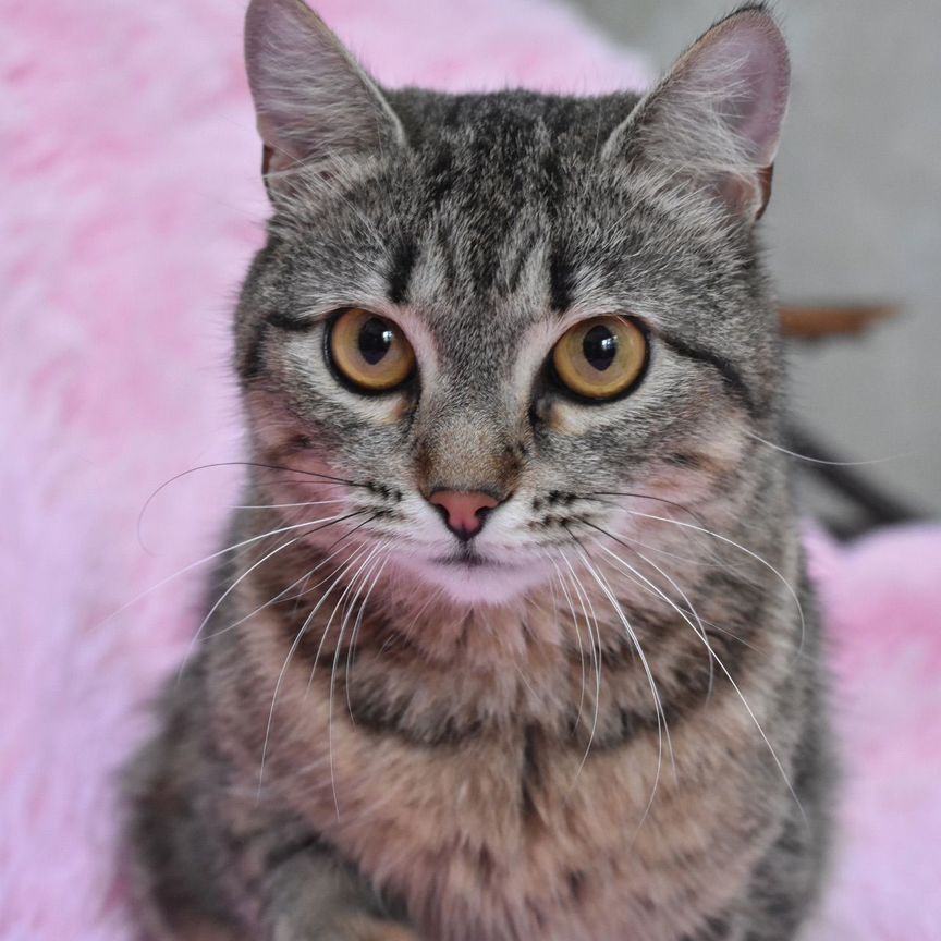 Кошка Ариша ищет хозяина. Отдадим в хорошие руки