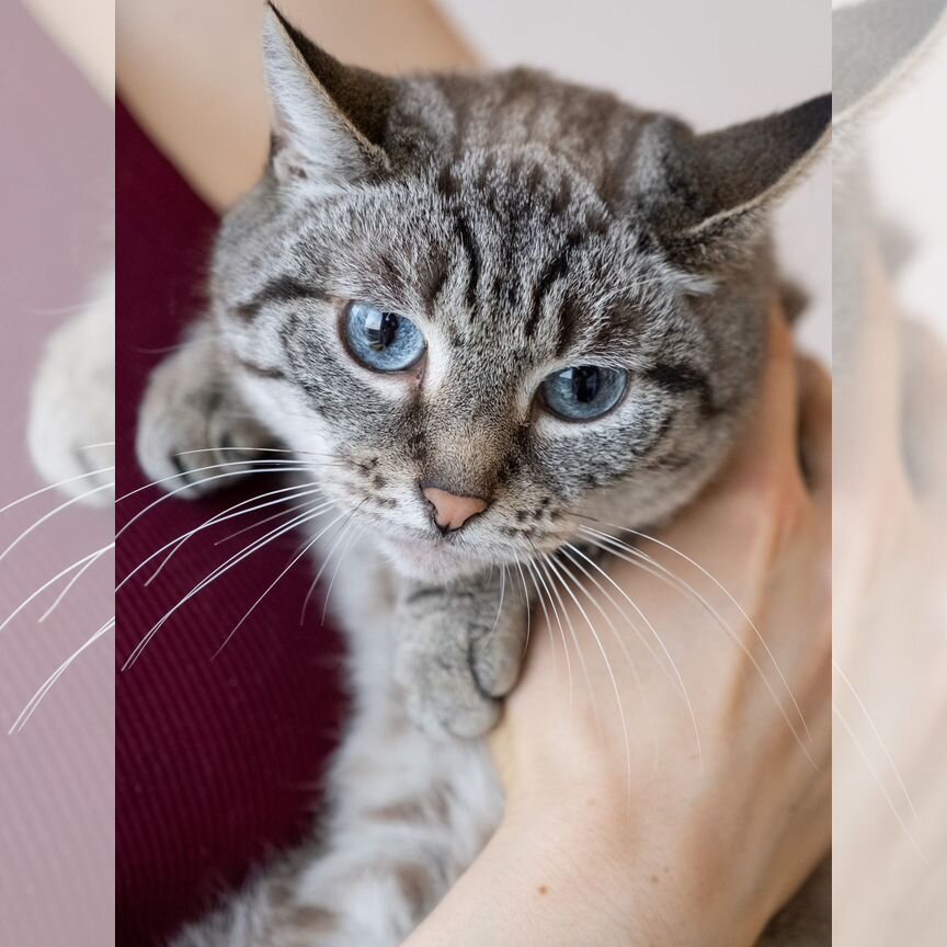 Взрослая, Девочка кошка в добрые руки