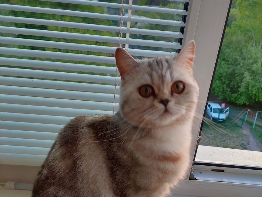 Шотландская кошка