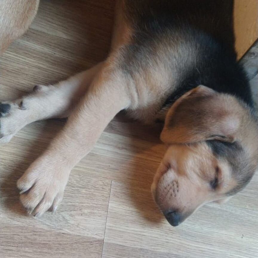 Рабочая русская гончая