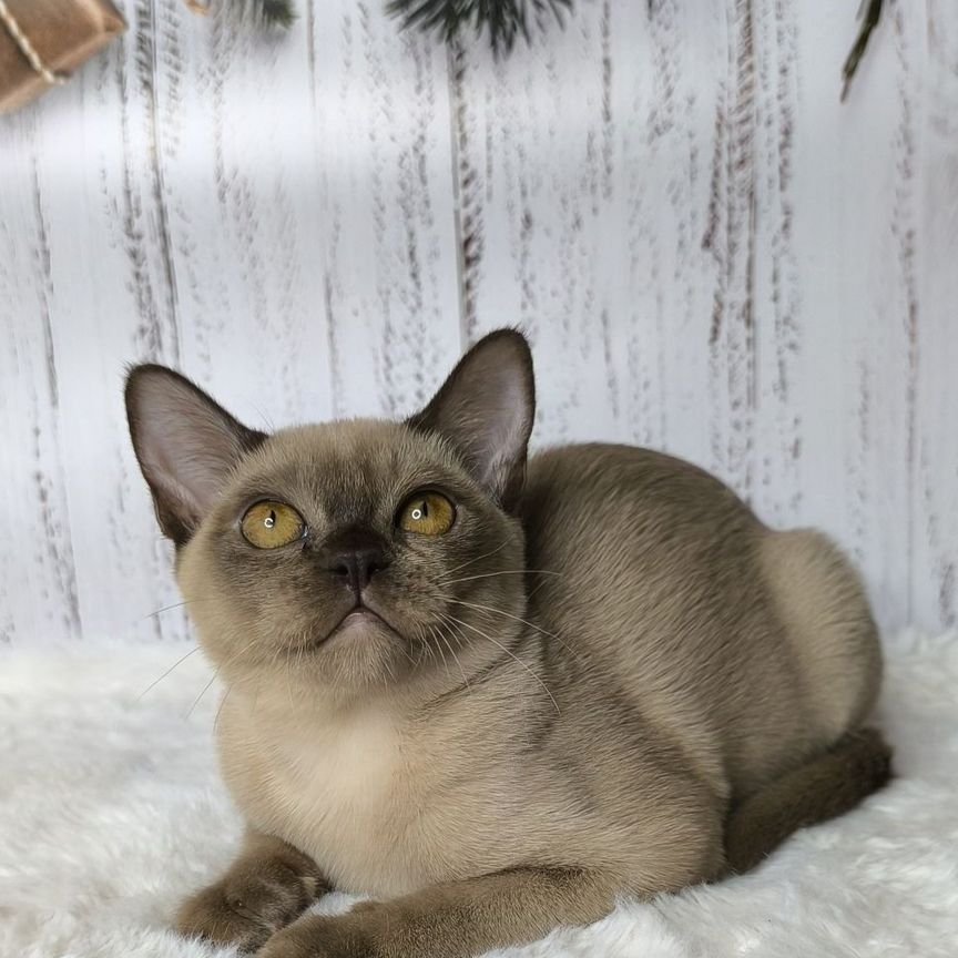 Шоколадная булочка