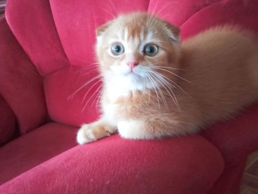 Солнечные котята