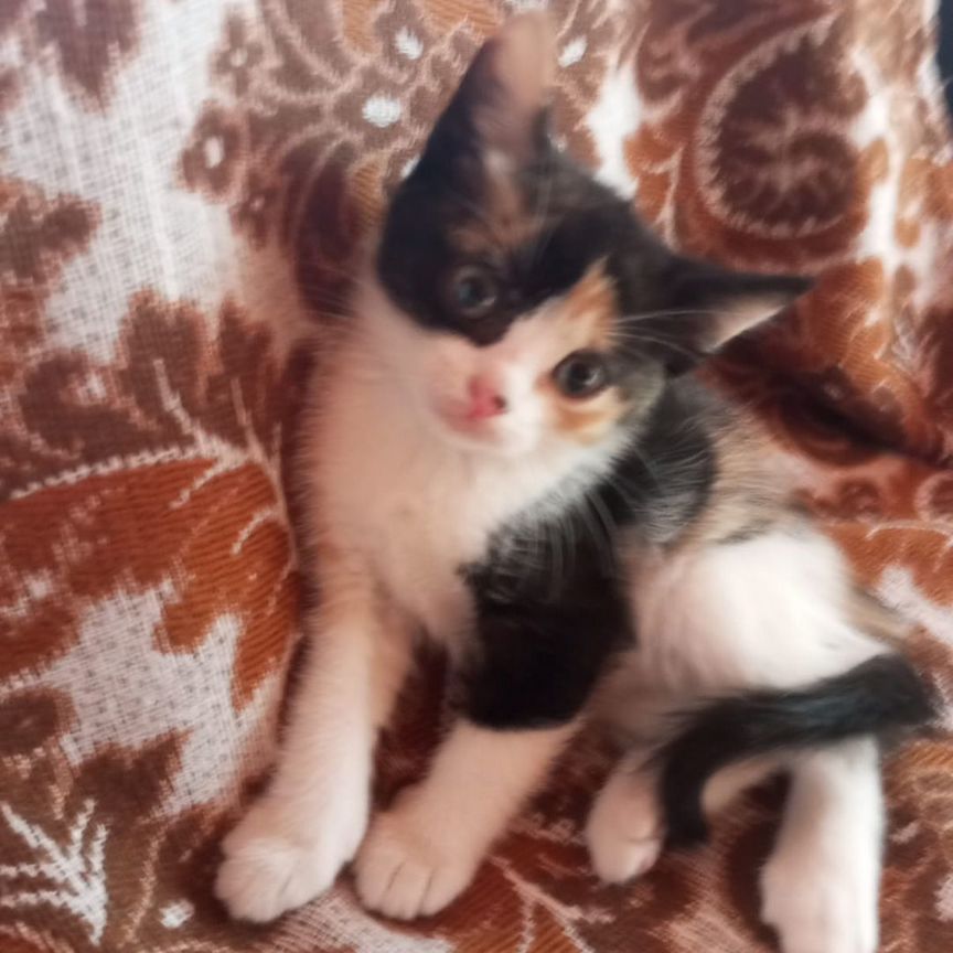 Котята в добрые руки бесплатно