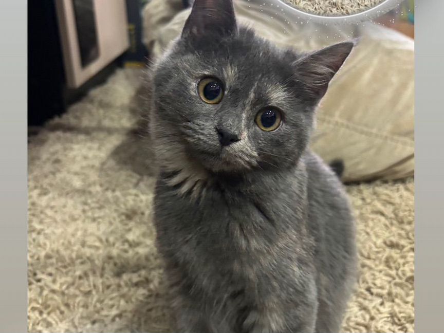 Русская голубая