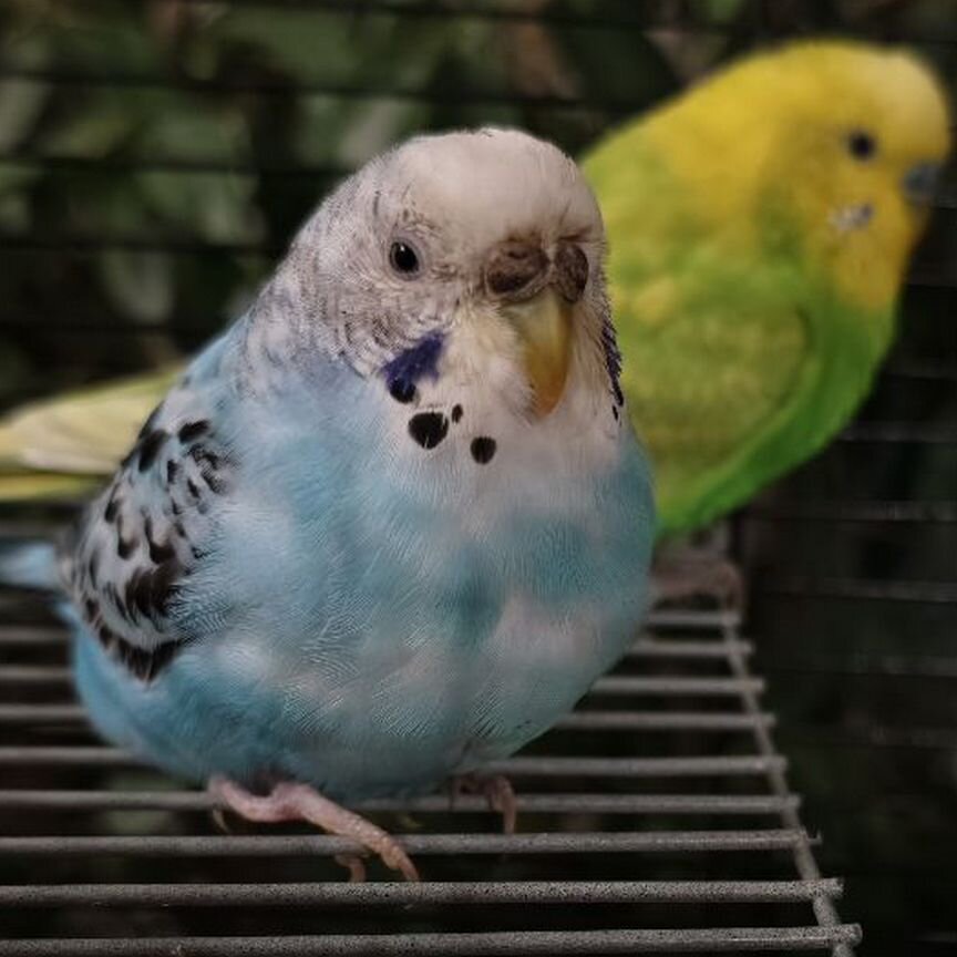 Попугай с клеткой