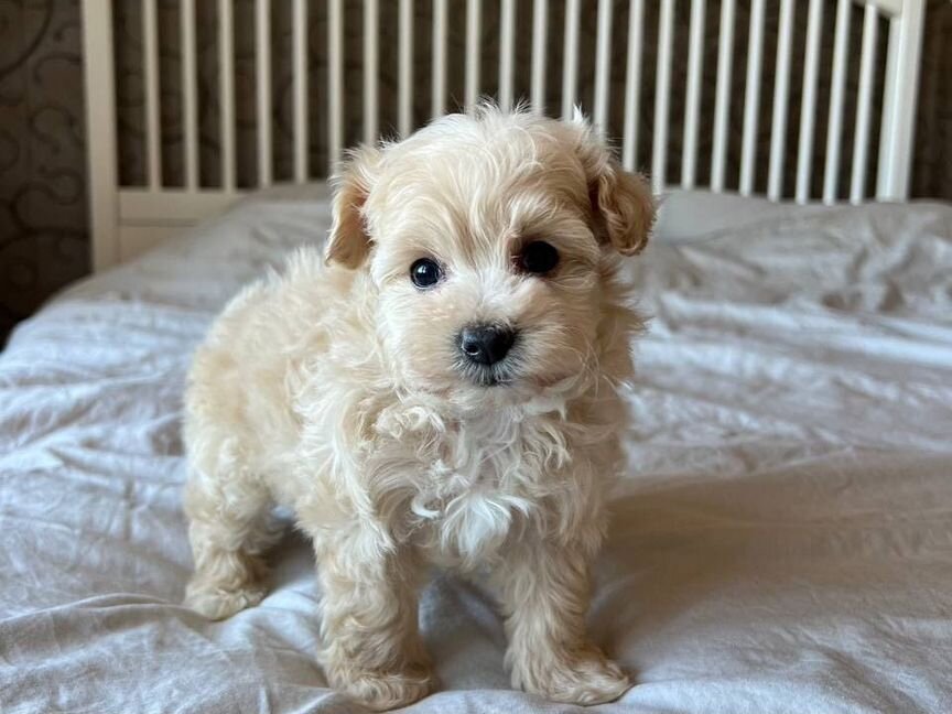 Мальтипу Ф1 девочка карамель