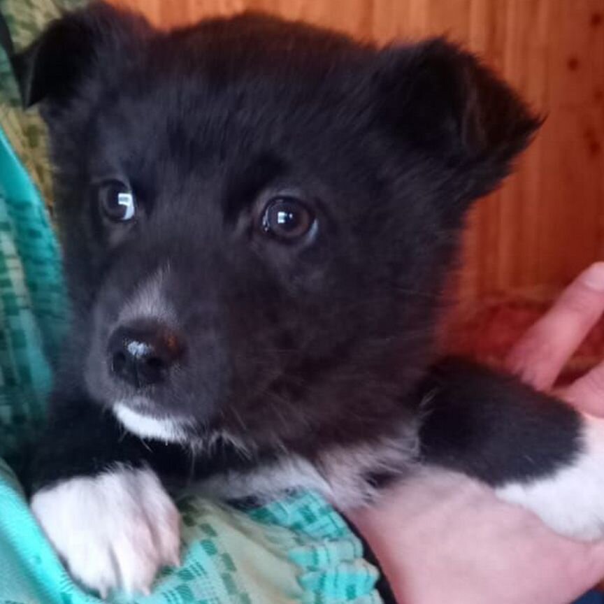 Щеночки в хорошую семью бесплатно