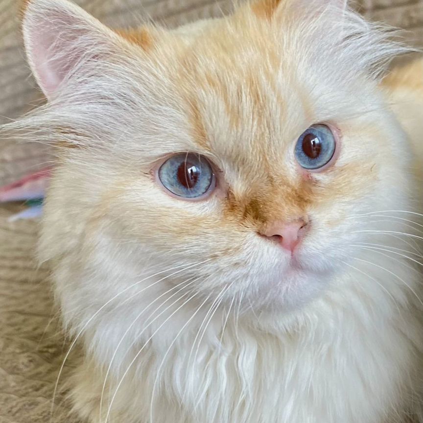 Отдам кота в добрые руки