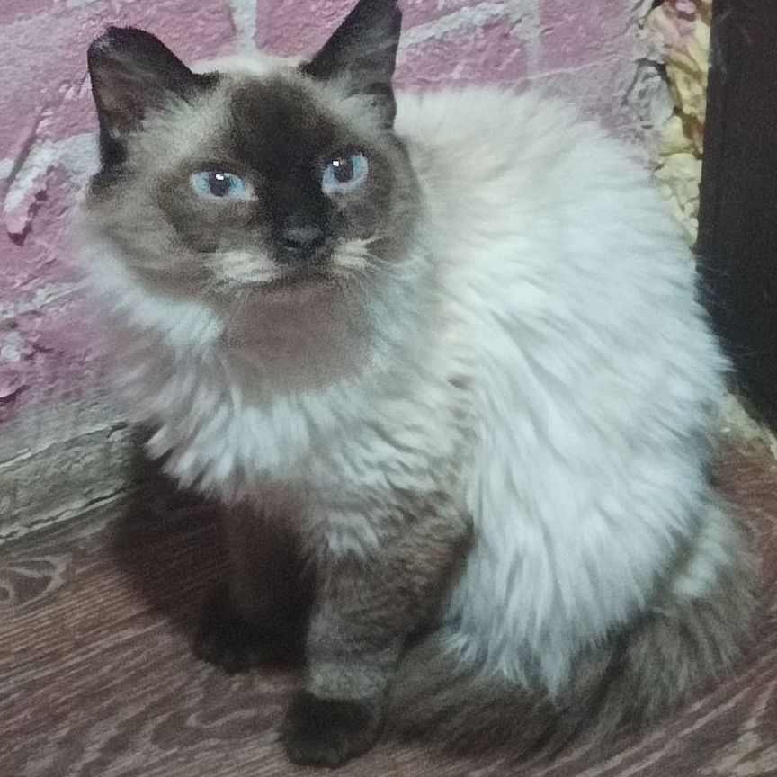 Сиамский, взрослый кот