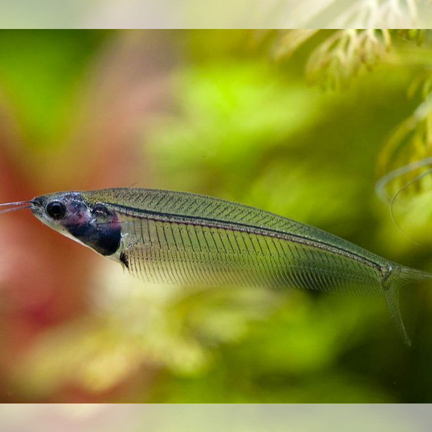 Стеклянный сом