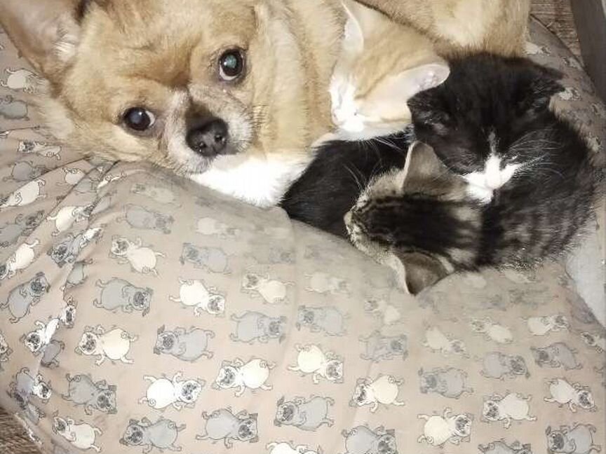 Котята в добрые руки бесплатно