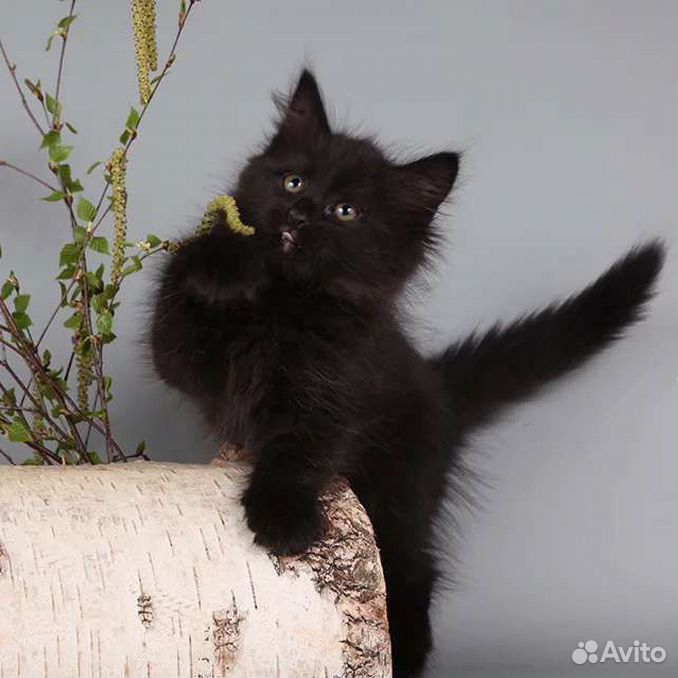 Сибирские черныши