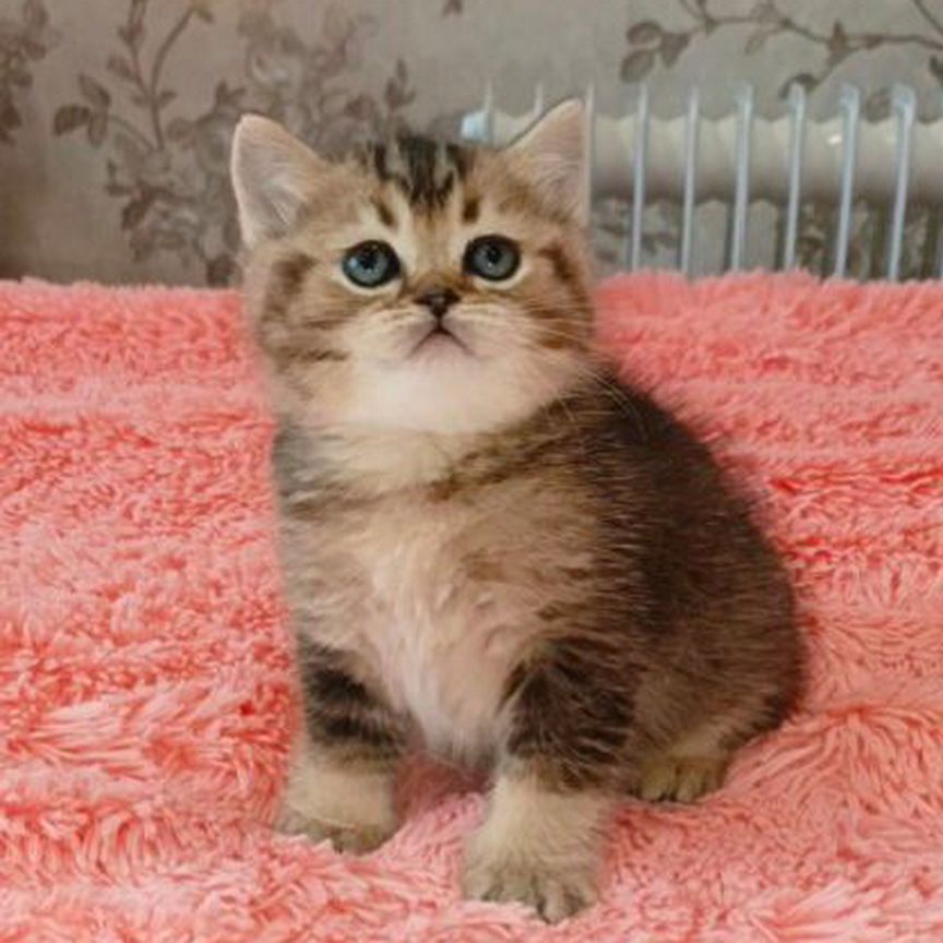 Шотландские плюшевые котомалыши