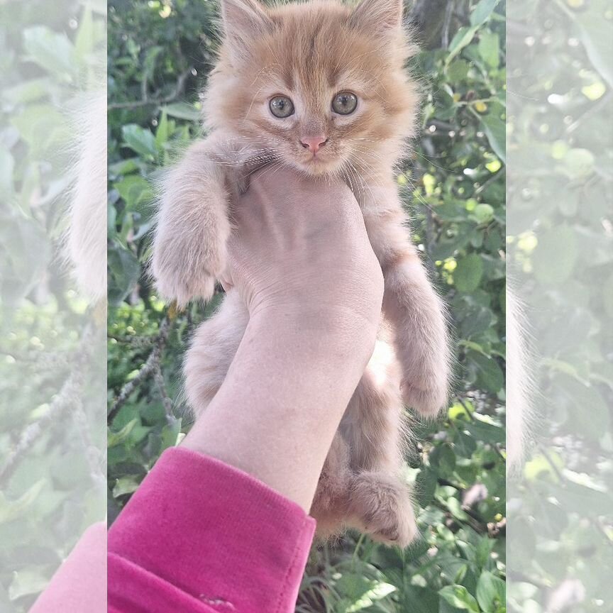 Красивый бежевый рыжий котенок