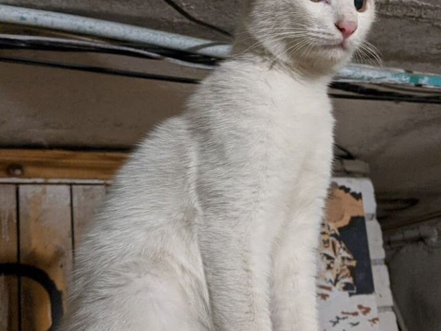 Найден белый кот
