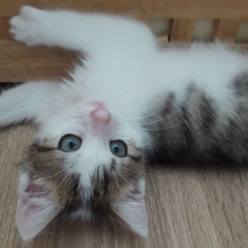 Ищем семью для котёнка