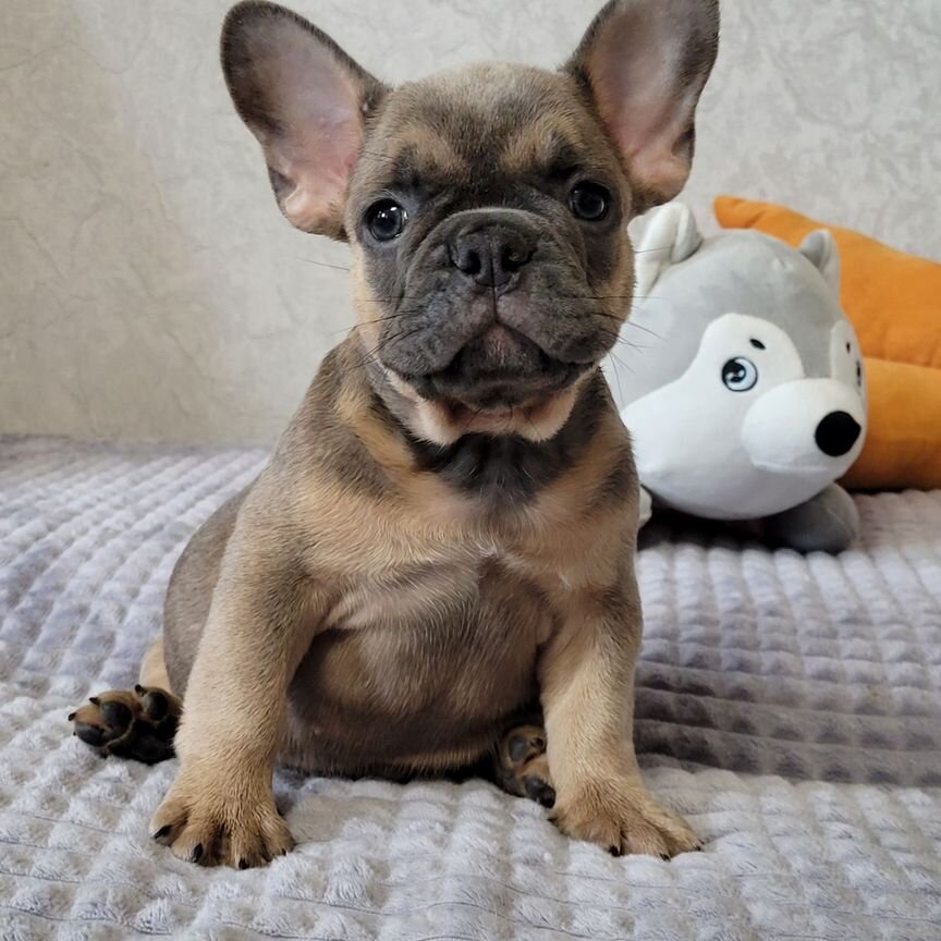 Французский бульдог щенки