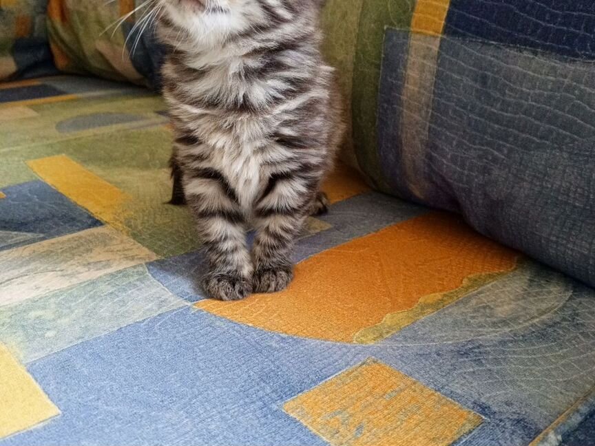 Сибирские котята