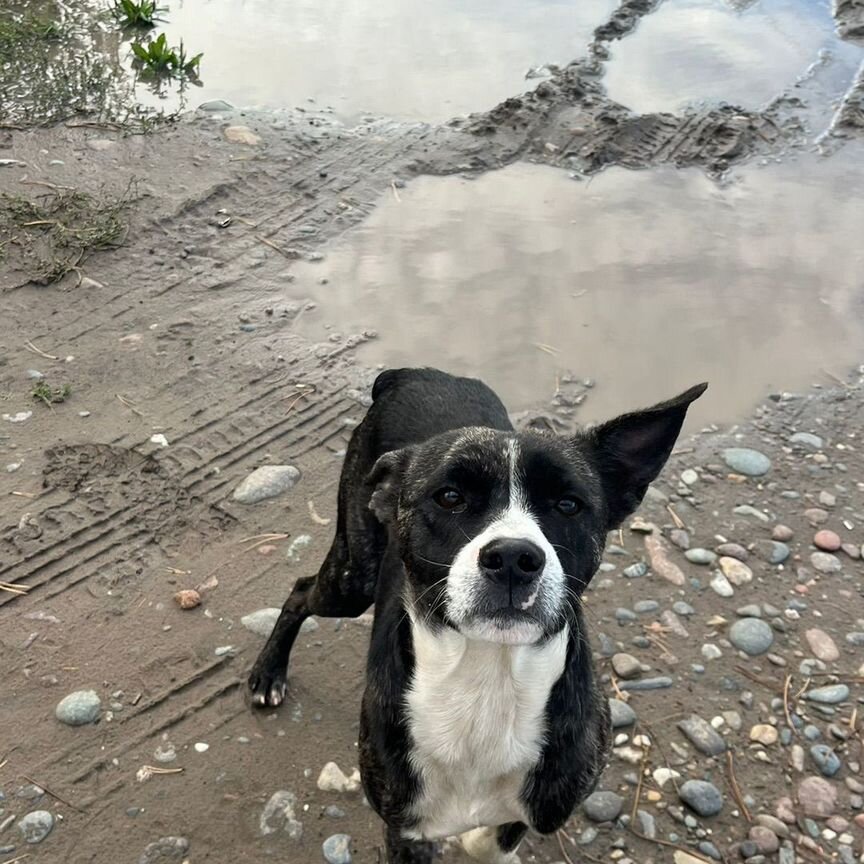 Собака в добрые руки