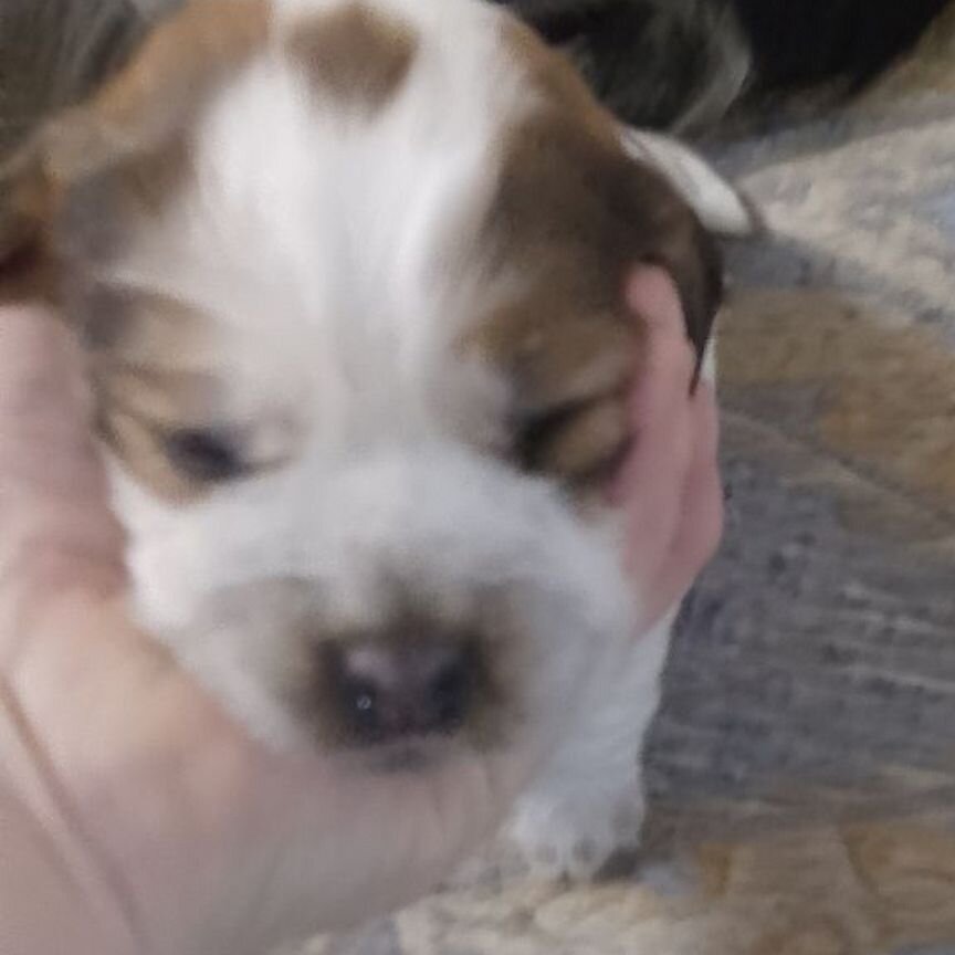 Русский охотничий спаниель, щенок