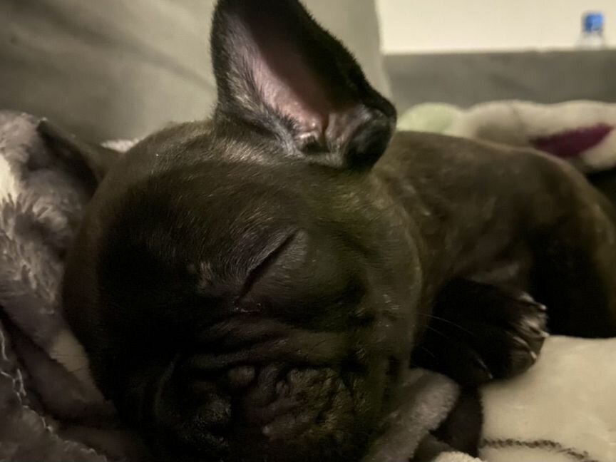 Французский бульдог