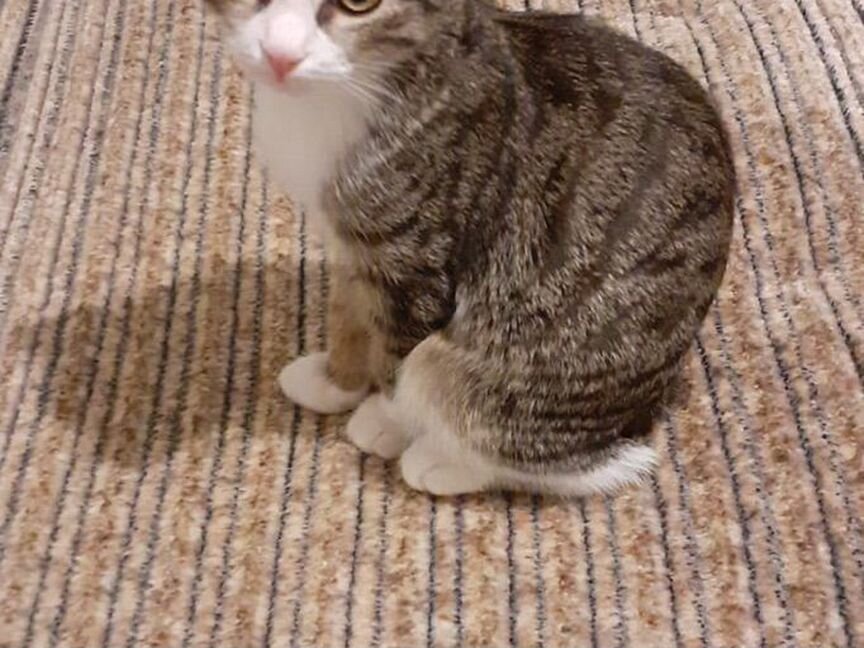 Найден котенок