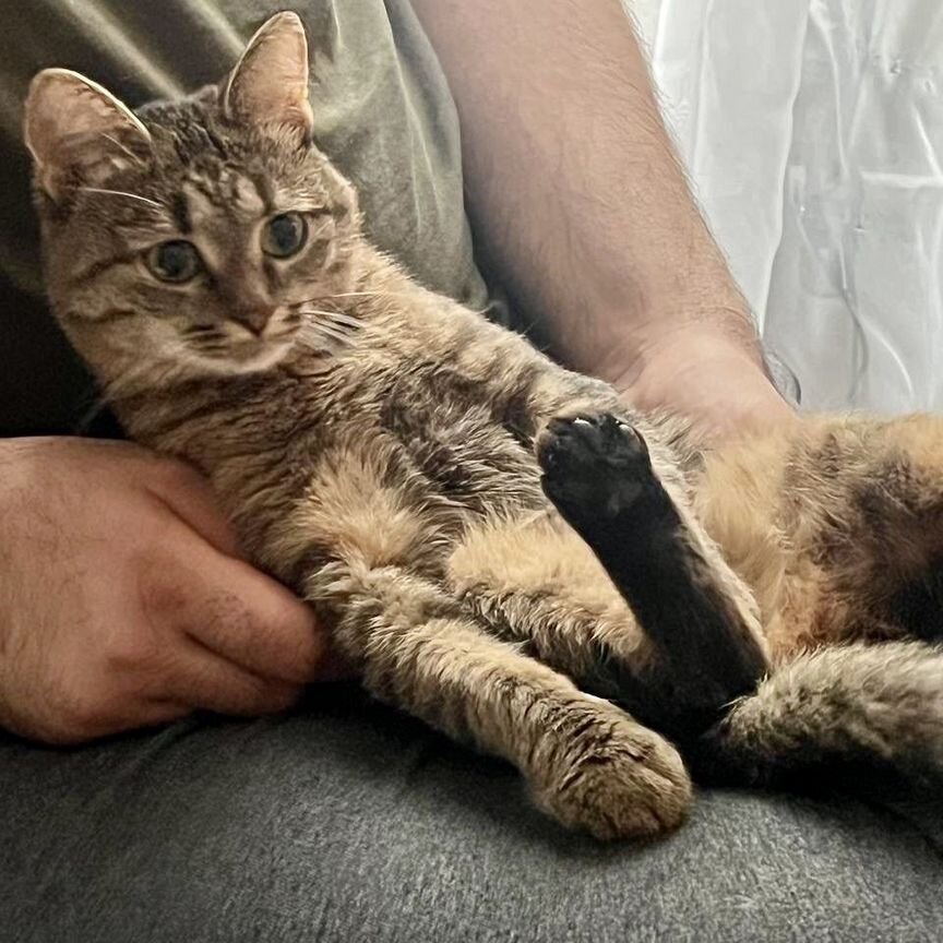 Красивая кошечка в добрые руки