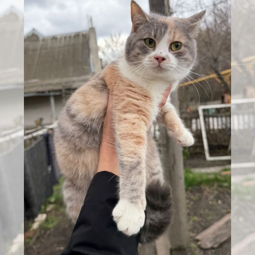 Взрослая, кошка в добрые руки