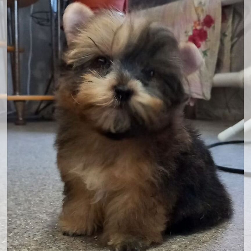 Йоркширский терьер, щенок