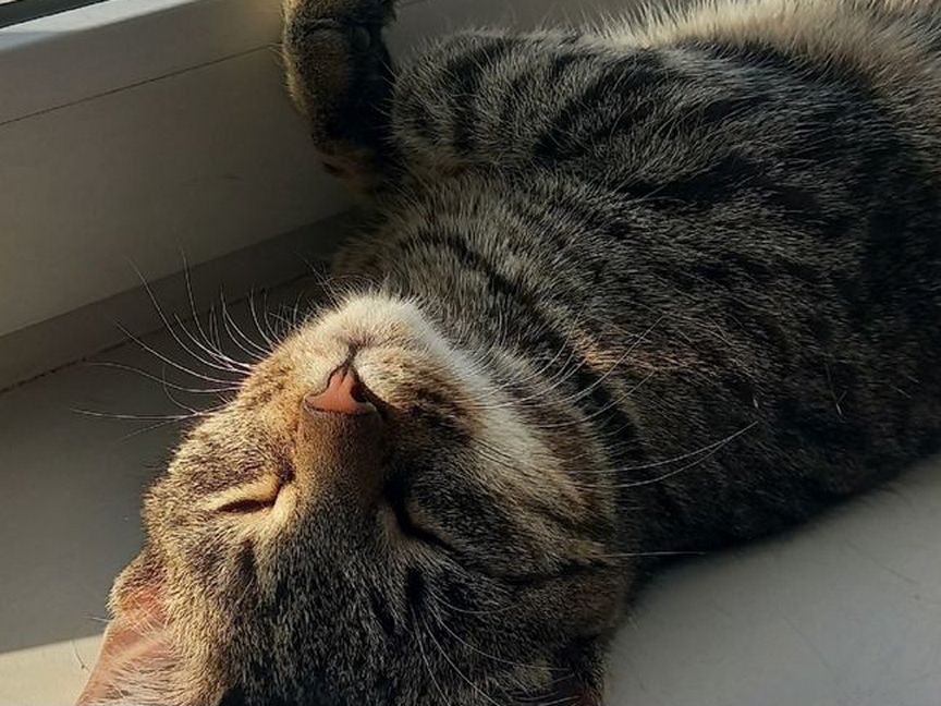 Энергичная кошечка ищет дом