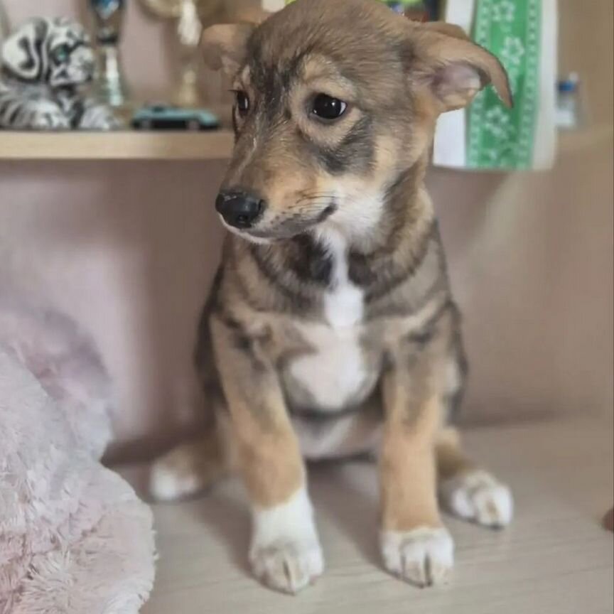 Щенок в добрые руки