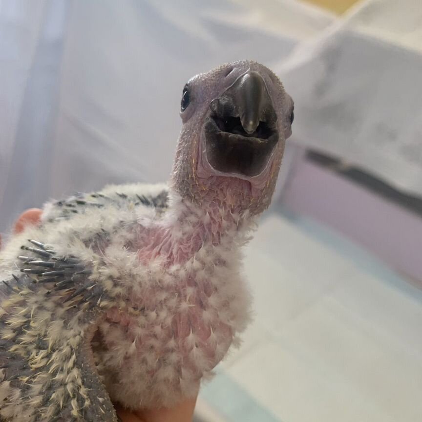 Выкормыш Аратинга Ендайя