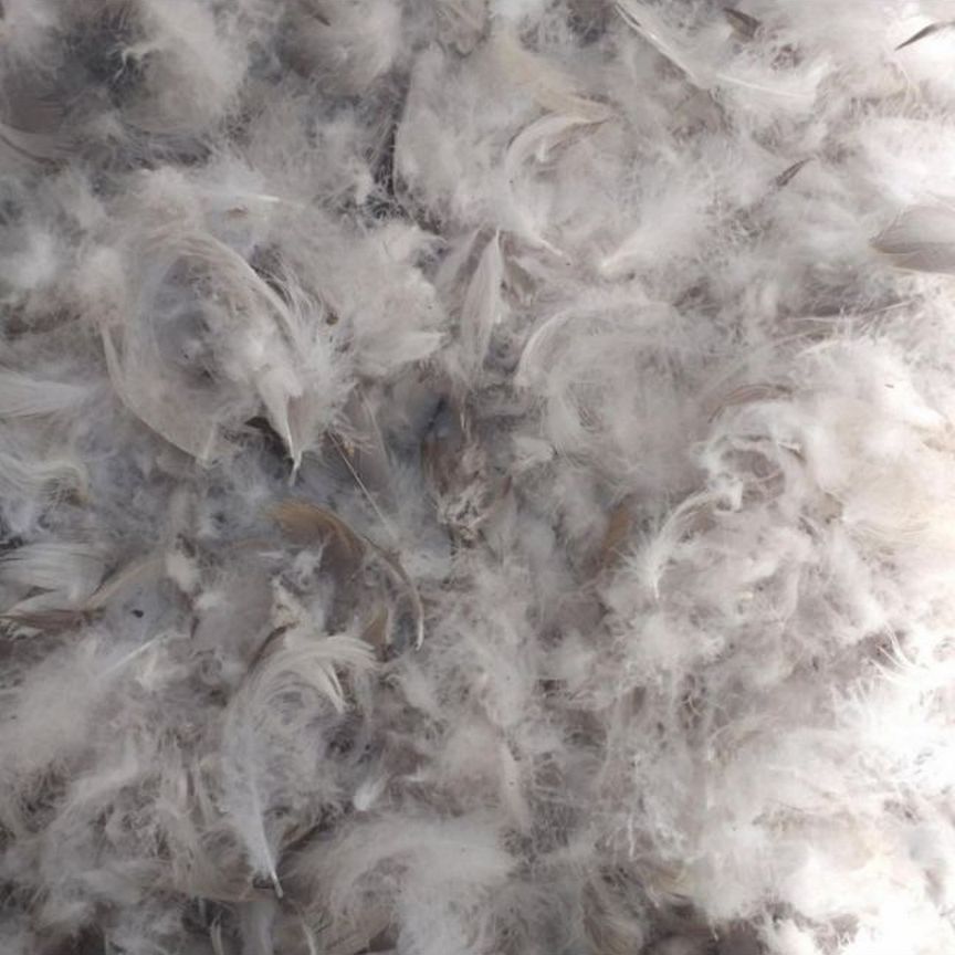 Продам гусиное перо