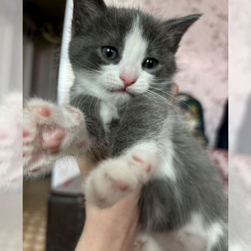 Котята в очень добрые руки