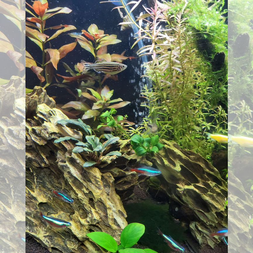 Рыбки данио