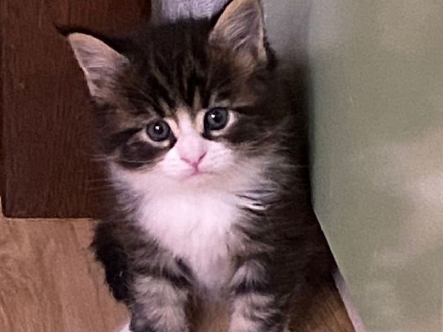 Сладкая девочка n22 03