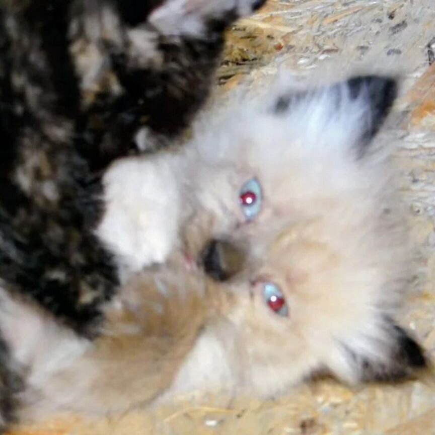 Сиамский котёнок