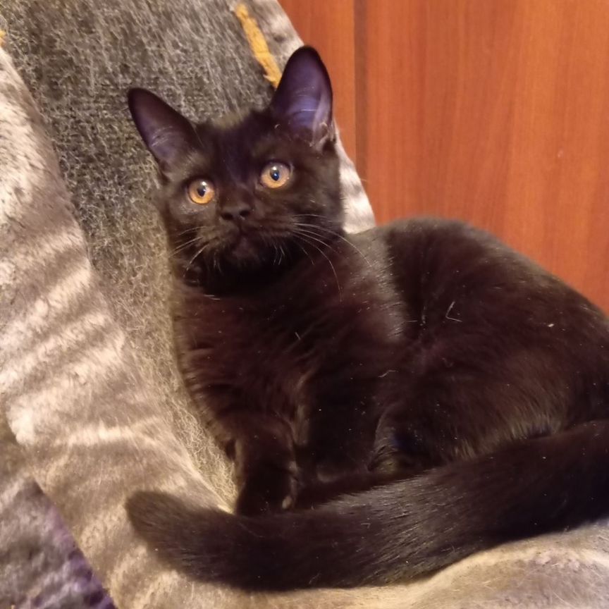 Кошечка манчкин